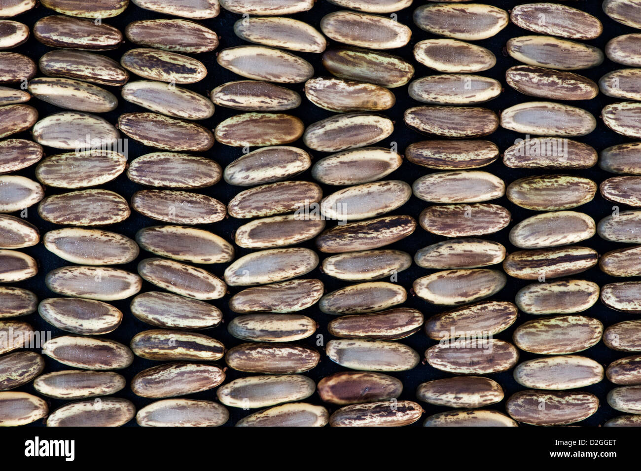 Tree seeds hi-res stock photography and images - Alamy
