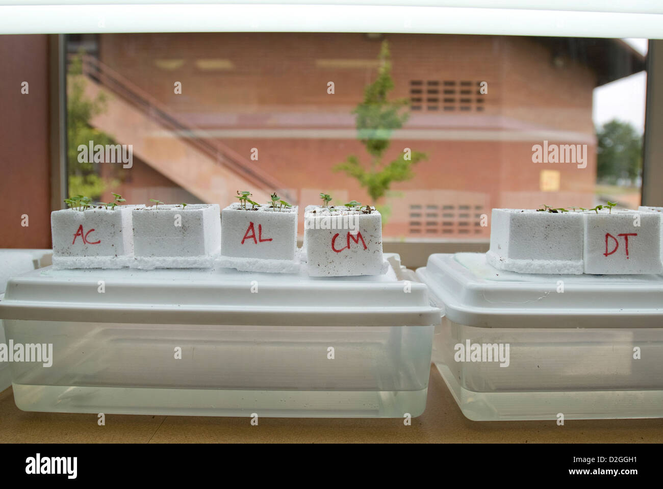 Fast growing plant hi-res stock photography and images - Alamy