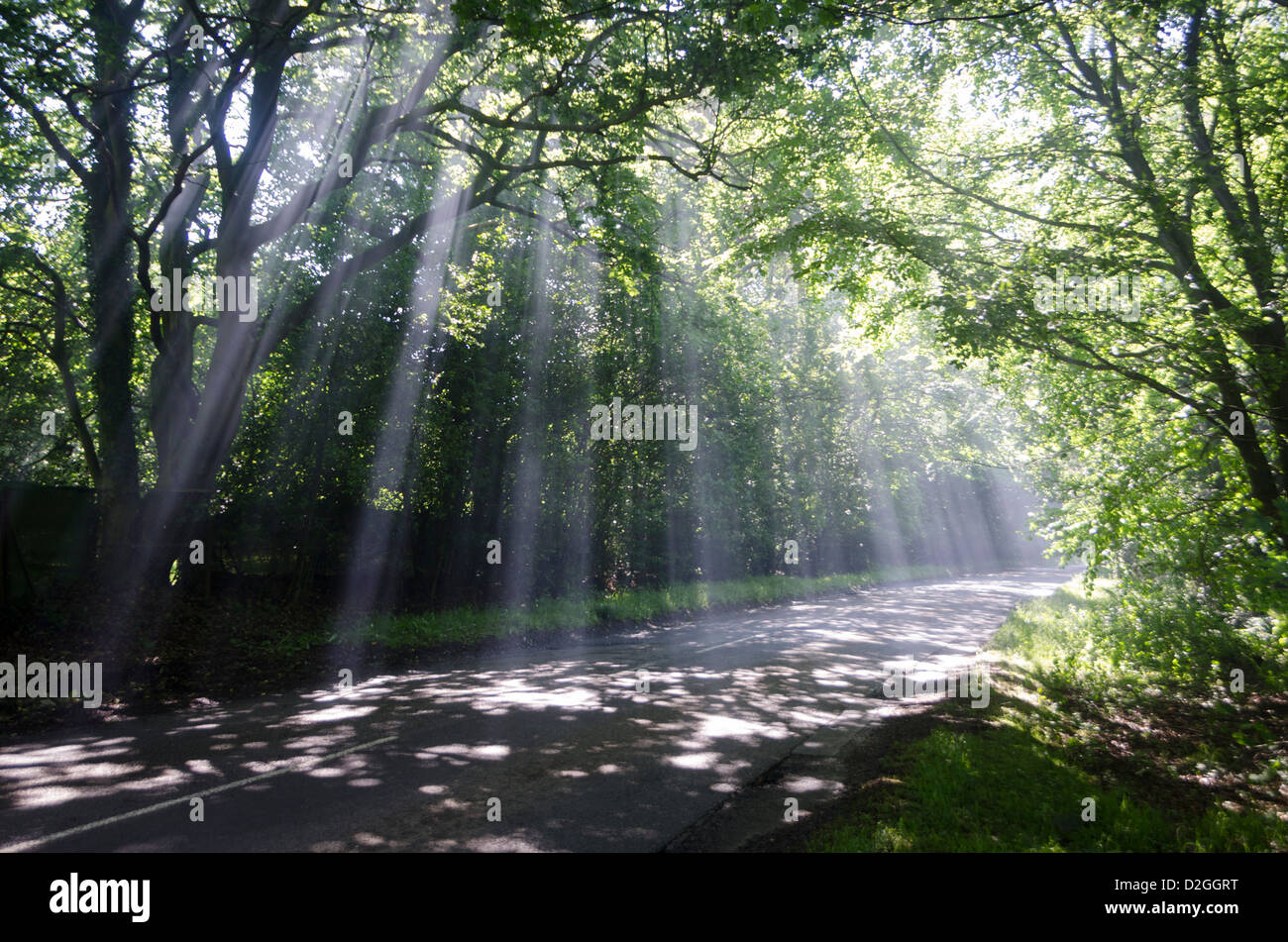 Ashdown forest hi-res stock photography and images - Alamy
