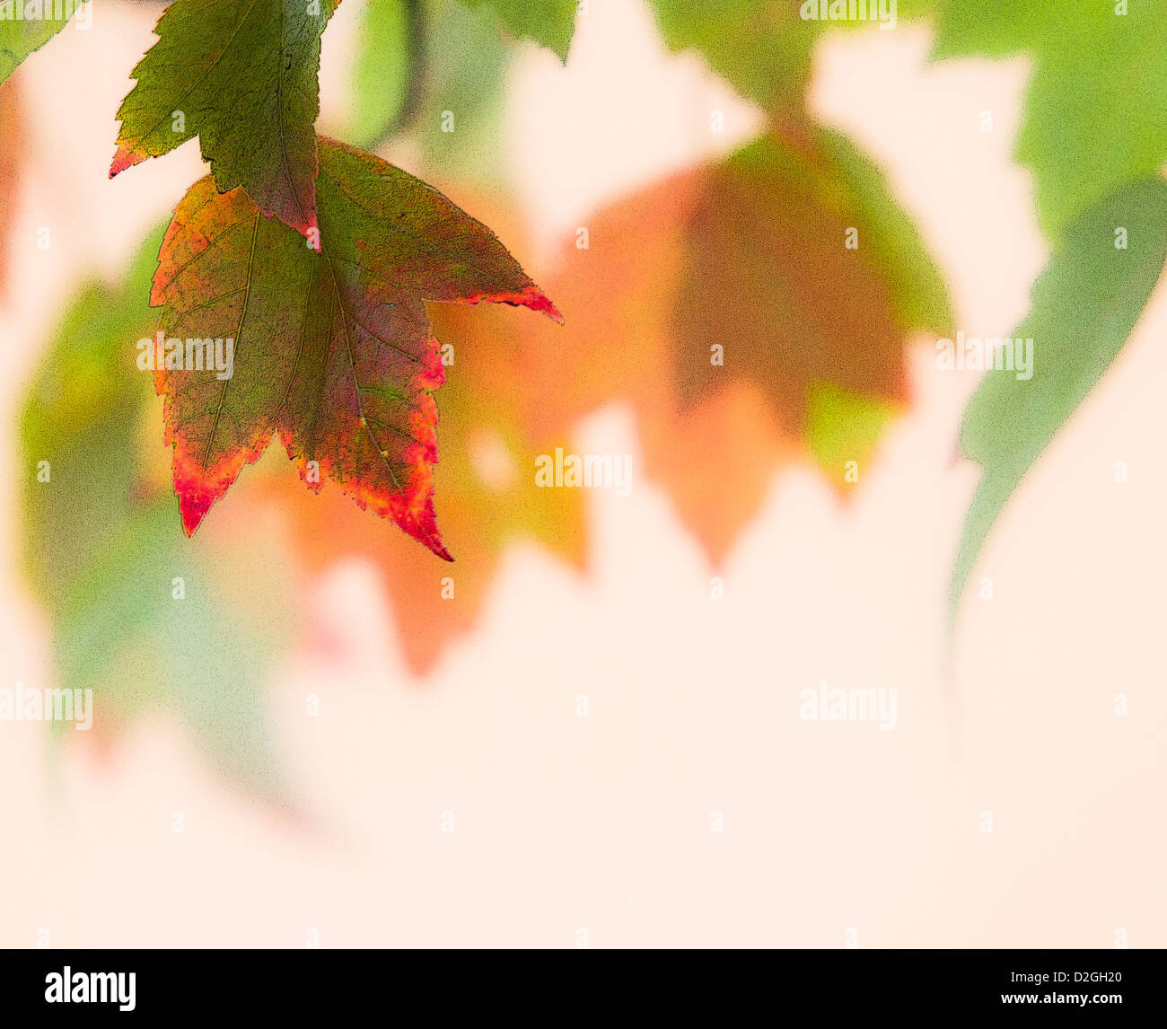 Fall Maple Leaves (digital effect Stock Photo - Alamy