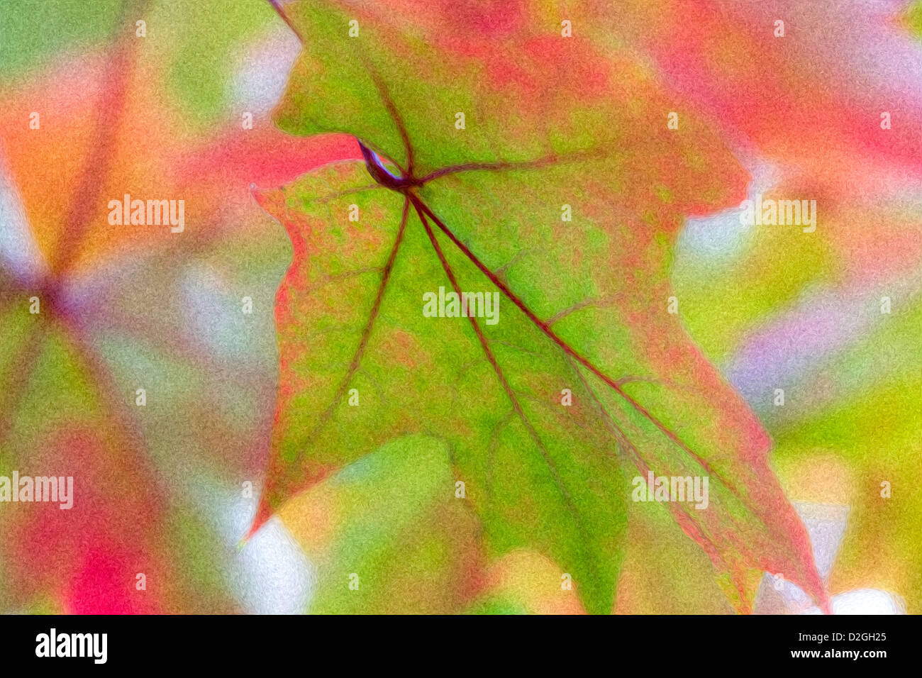 Fall Maple Leaves (digital effect Stock Photo - Alamy