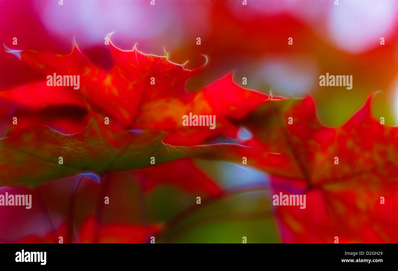 Fall Maple Leaves (digital effect Stock Photo - Alamy
