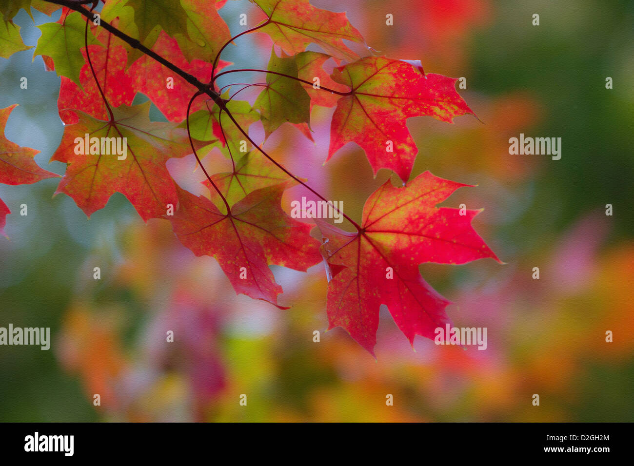 Fall Maple Leaves (digital effect Stock Photo - Alamy