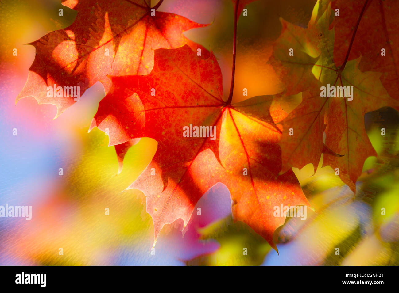 Fall Maple Leaves (digital effect Stock Photo - Alamy
