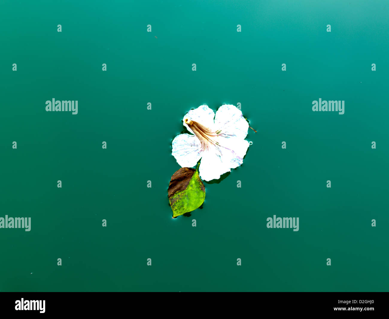 Pool flower hi-res stock photography and images - Alamy