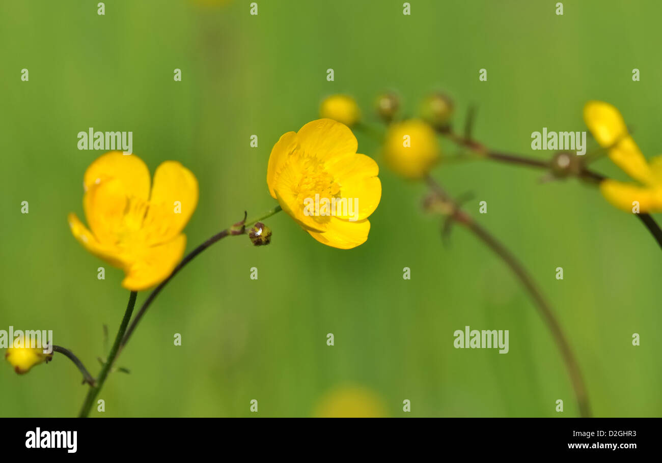 wild buttercups on a green background Stock Photo - Alamy