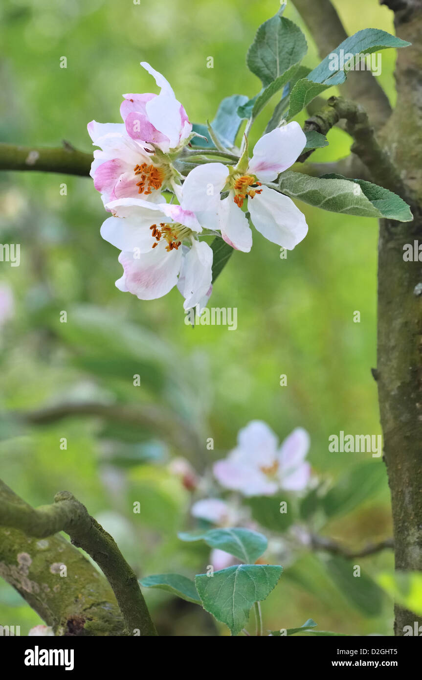 pretty flowers of apple tree on a branch Stock Photo - Alamy