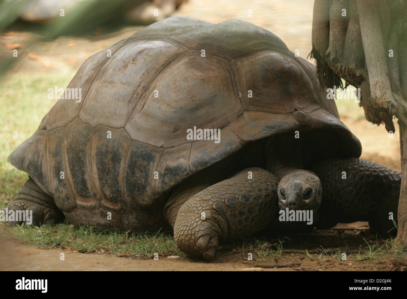 Snake tortoise hi-res stock photography and images - Alamy