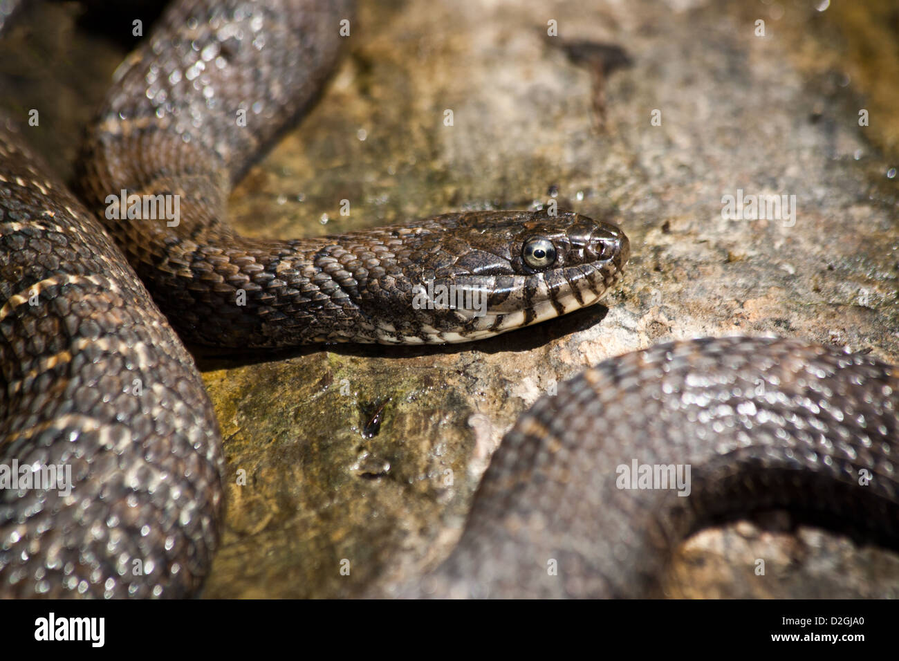 Common Watersnake (Nerodia sipedon sipedon), Inniswoods Metro Garden ...