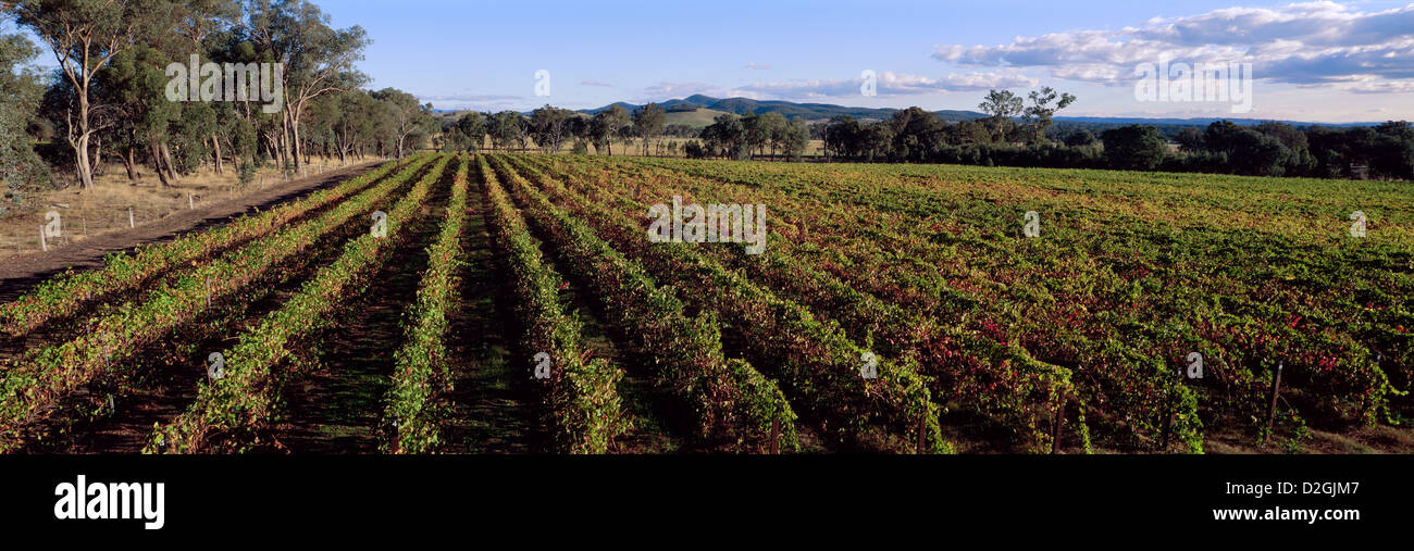 vines in early autumn, NE Victoria, Australia Stock Photo - Alamy