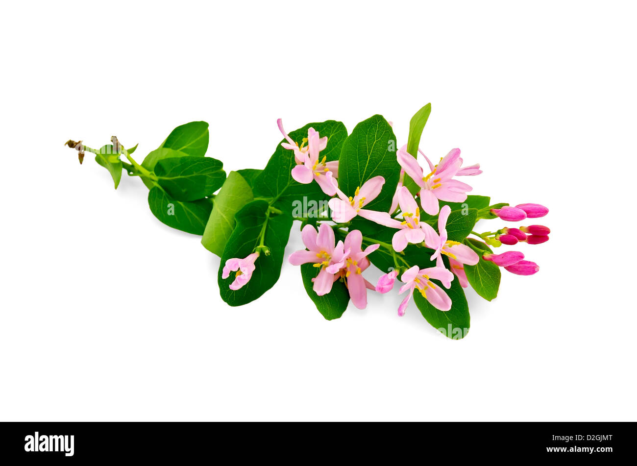 Two sprigs of honeysuckle with pink flowers and green leaves isolated ...