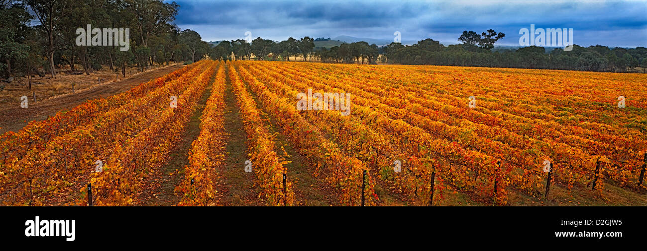 Australia grapevines rows autumn hi-res stock photography and images ...