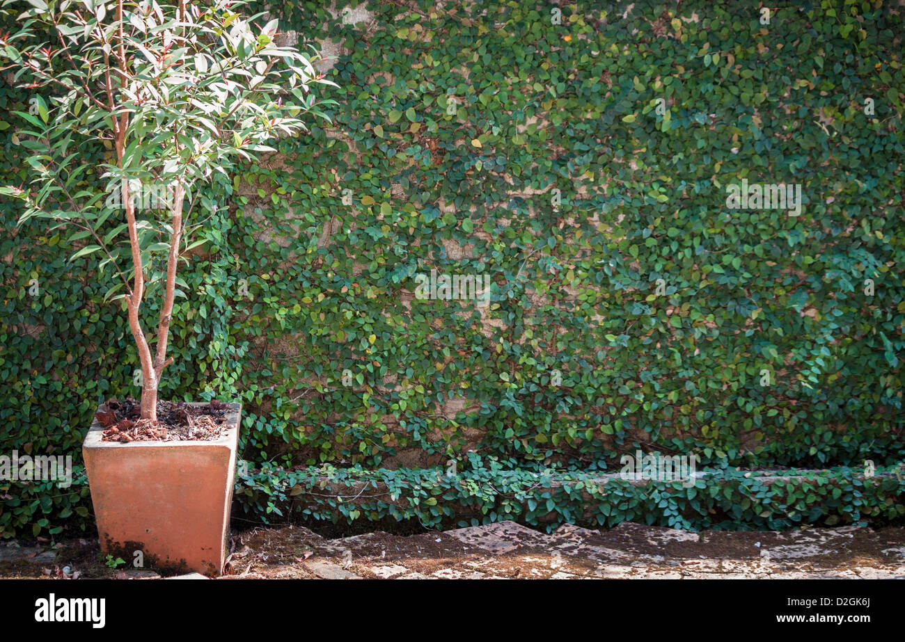 Simple relax green scenery with sun light shade Stock Photo - Alamy