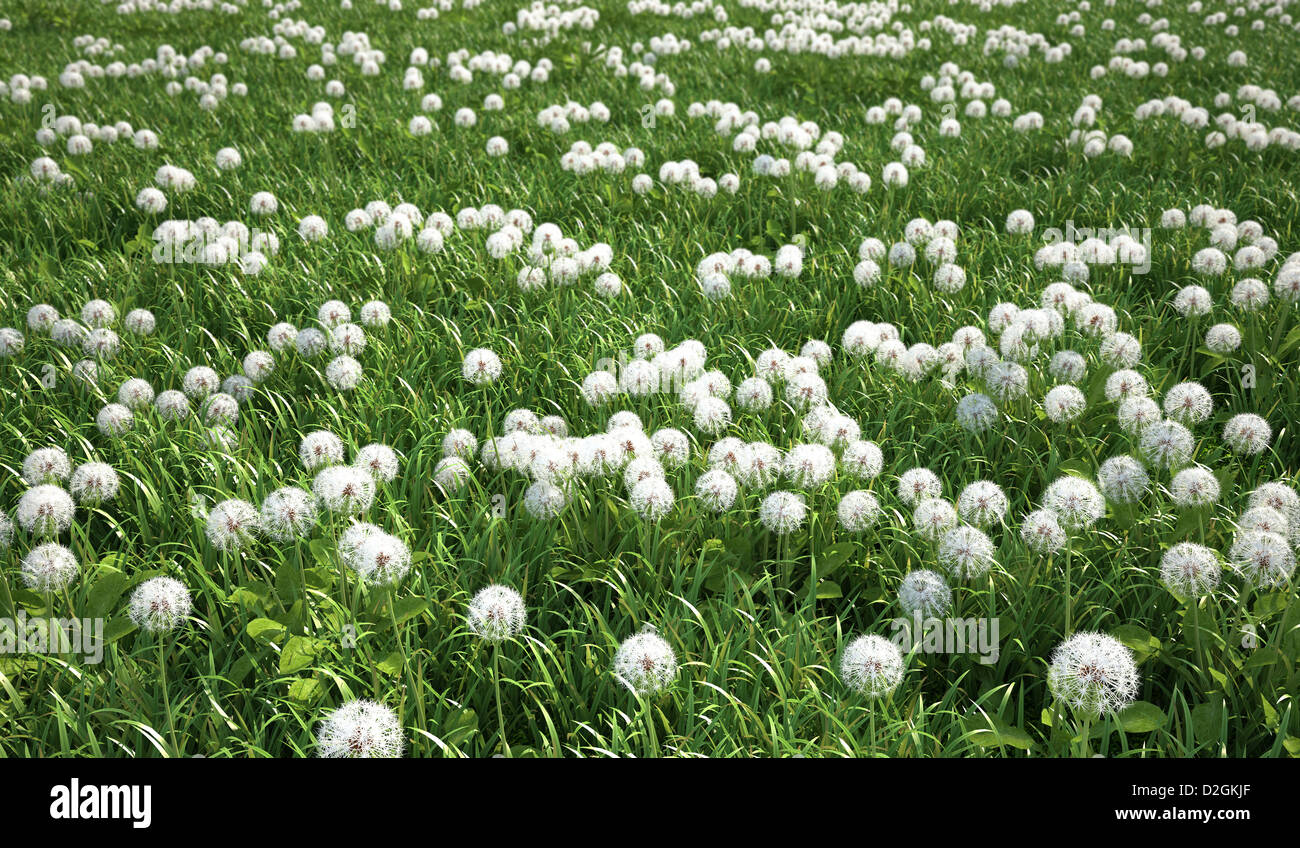 Grass meadow, bird eye view, plenty of dandelion flowers Stock Photo ...