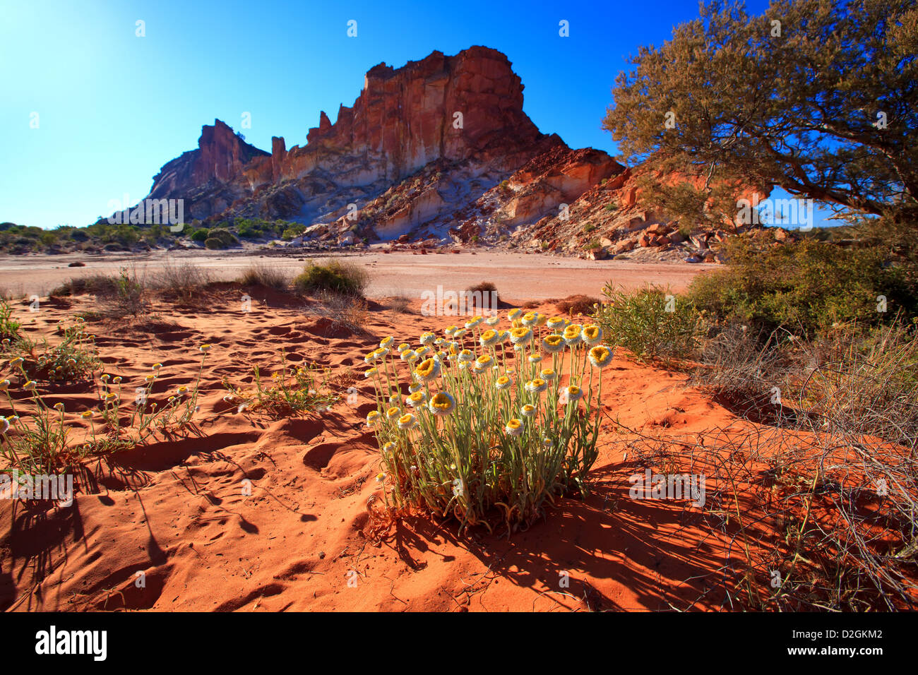 Australian native wild flowers hi-res stock photography and images - Alamy