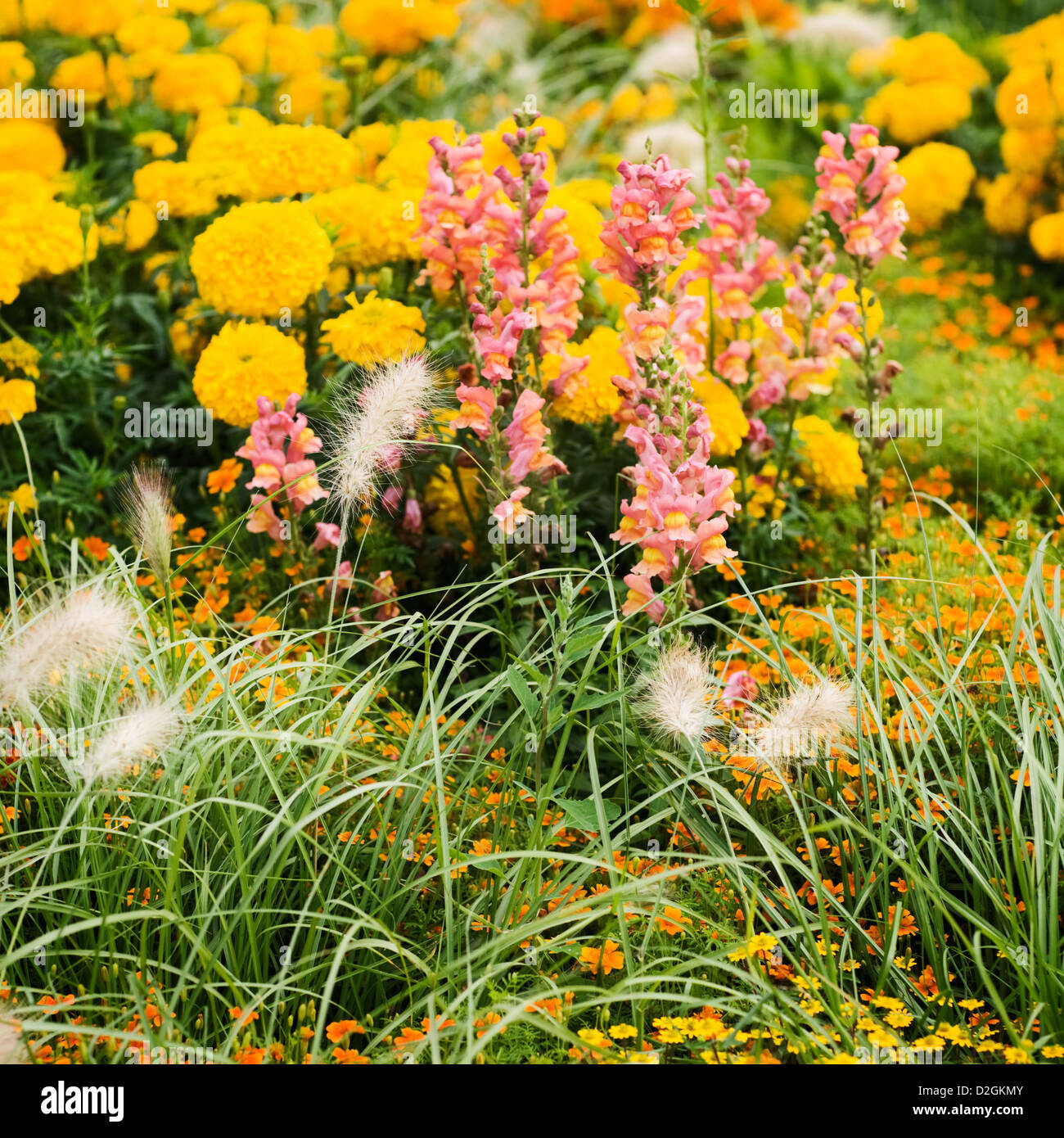 Beautiful flower bed with snapdragon, marigold, tagetes and grass Stock ...