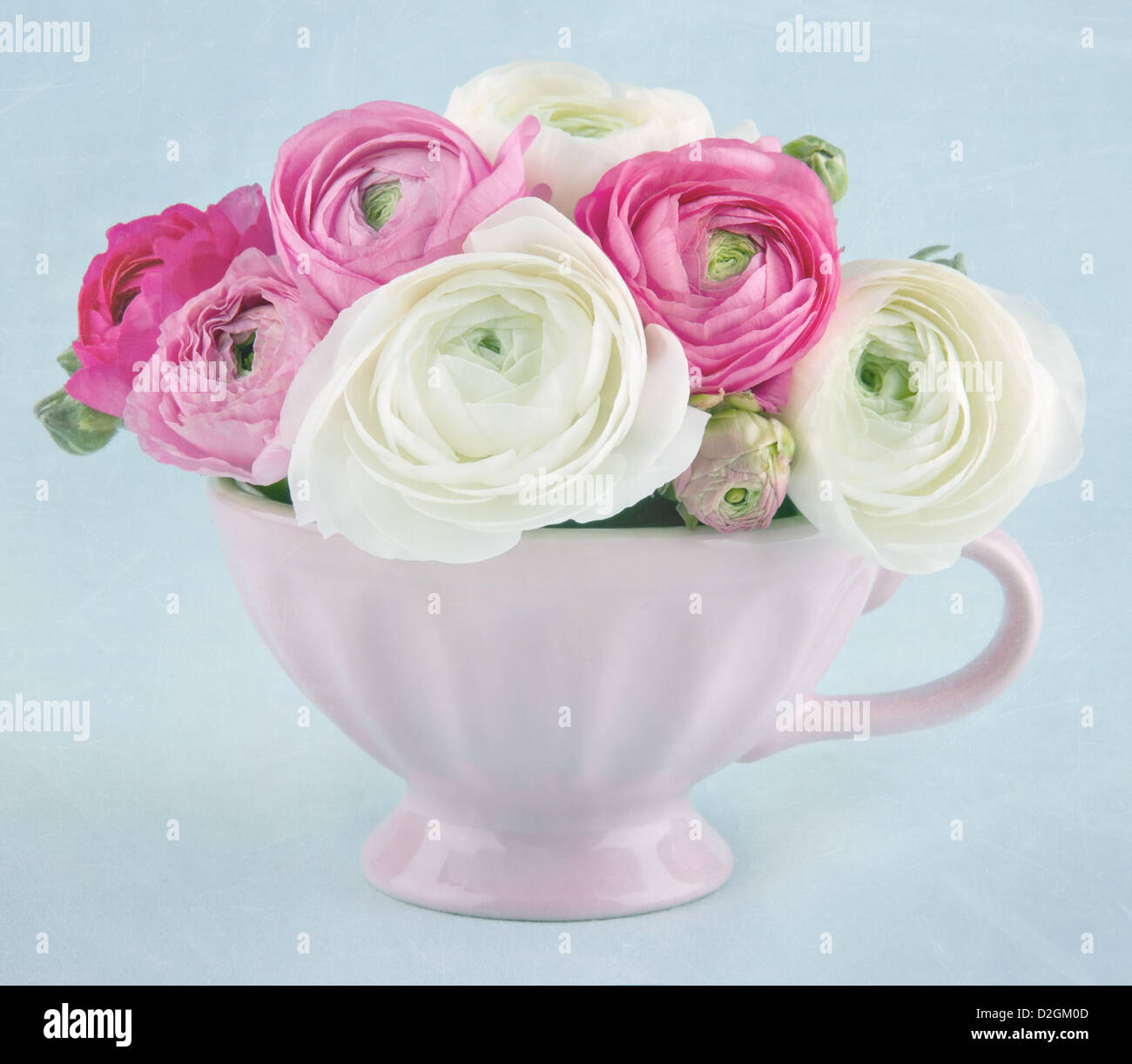 Pastel pink ranunculus or buttercup hi-res stock photography and images ...