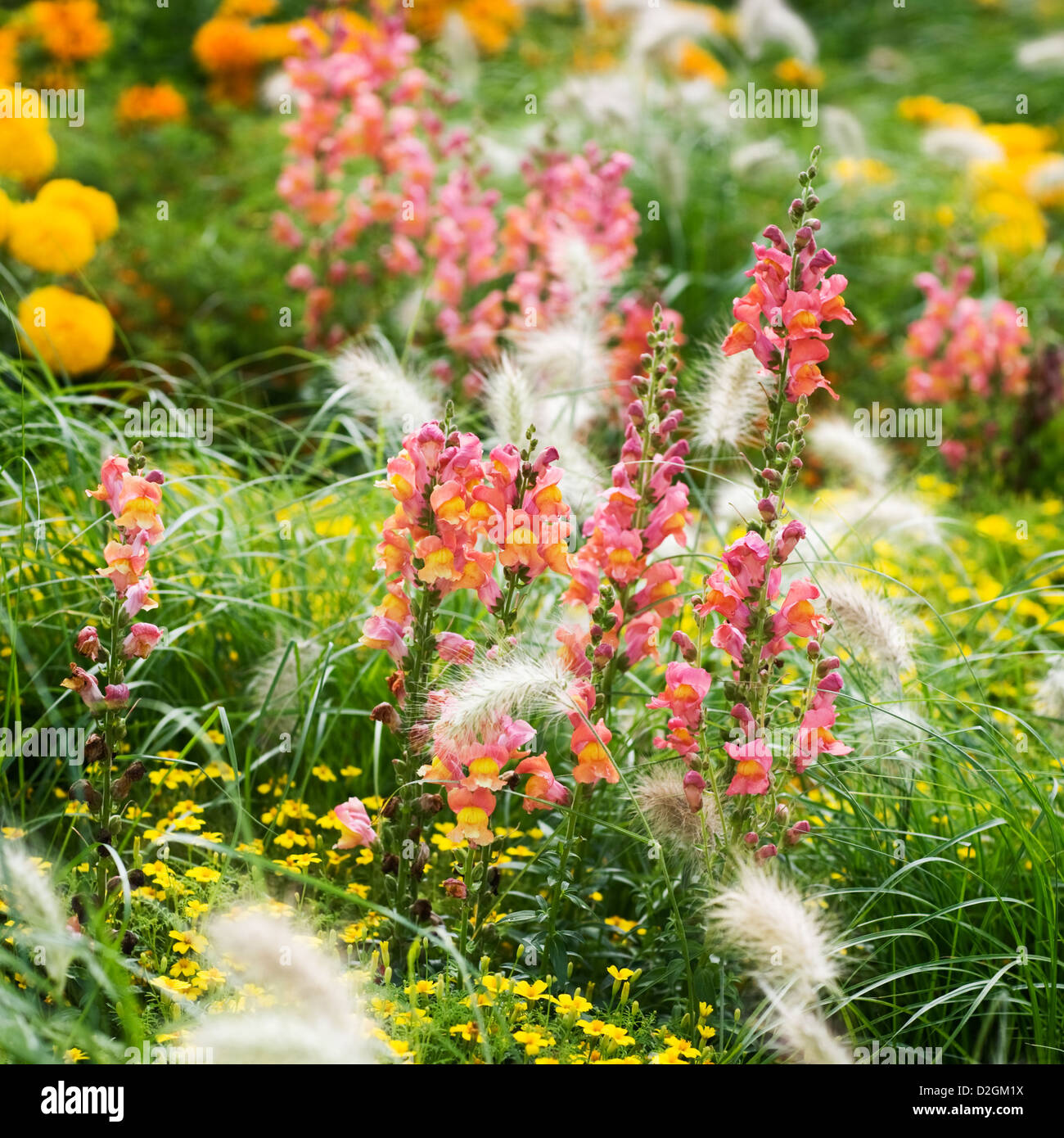 Summer flower bed with Snapdragons, Marigold, Tagetes and grass Stock ...