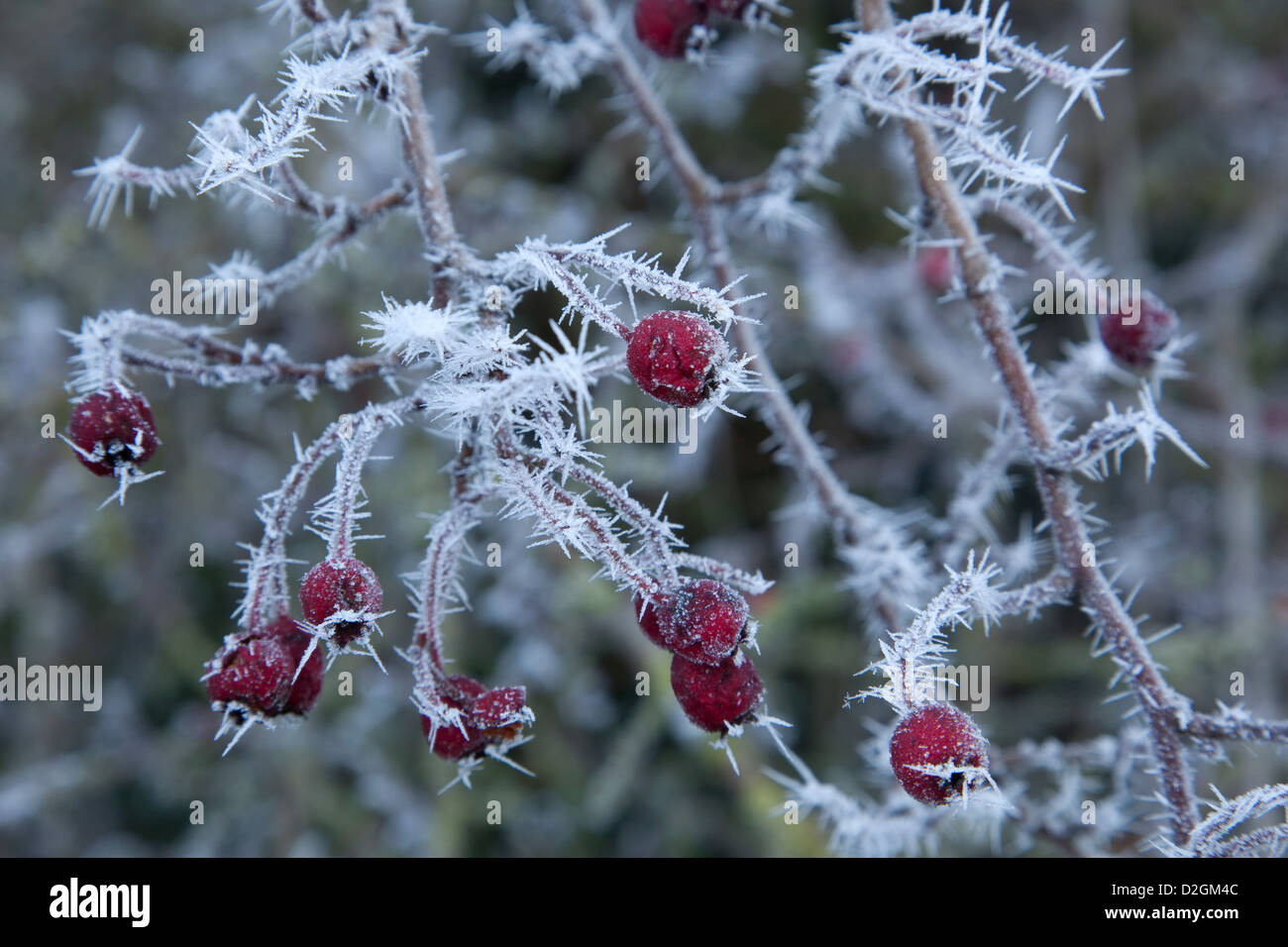 Close-up of Wild hawthorn shrub covered with hoar frost and red berries ...