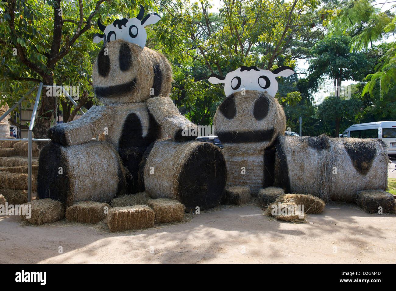 Thai cows hi-res stock photography and images - Alamy