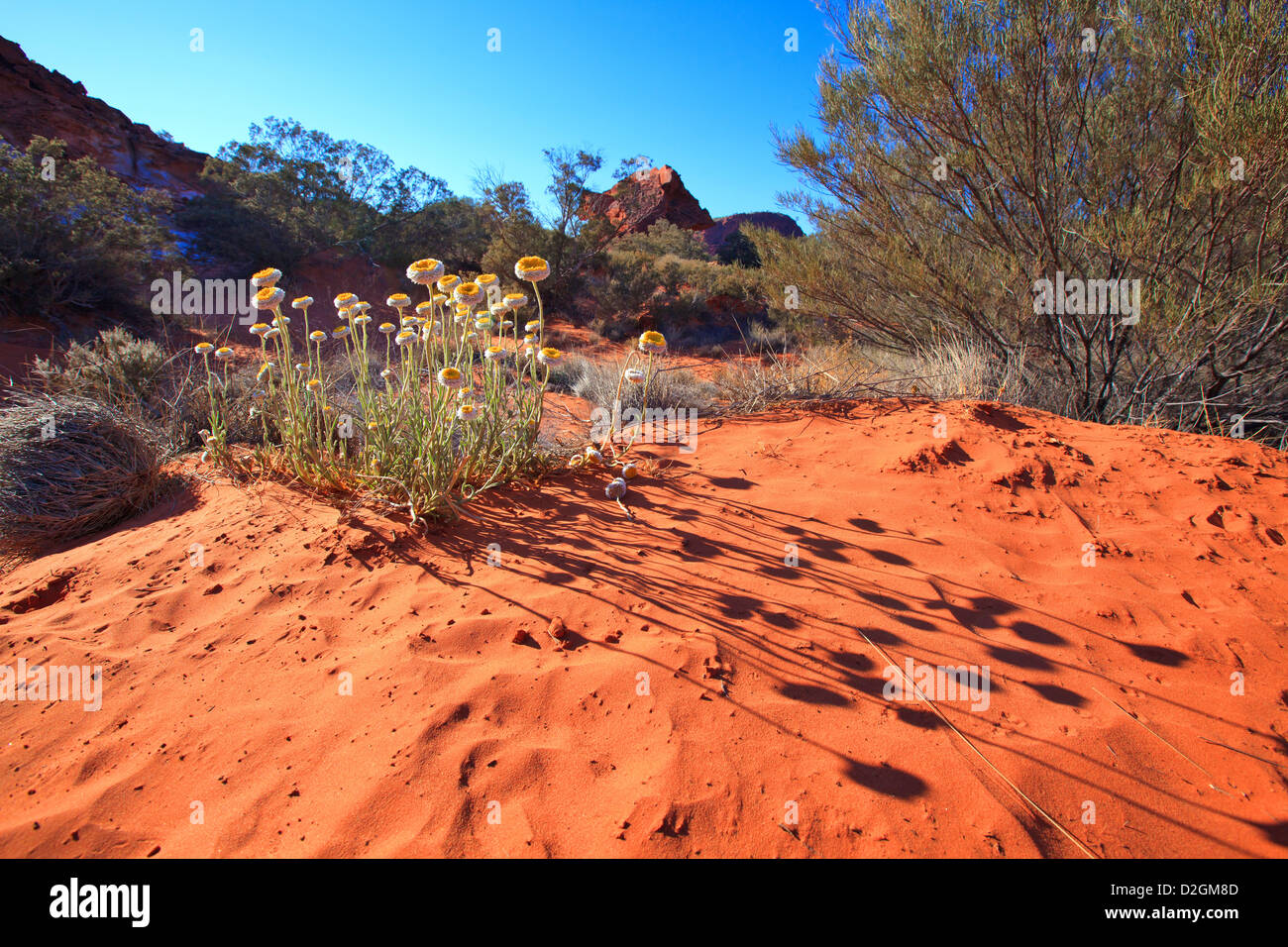 Flowers of the outback hi-res stock photography and images - Alamy
