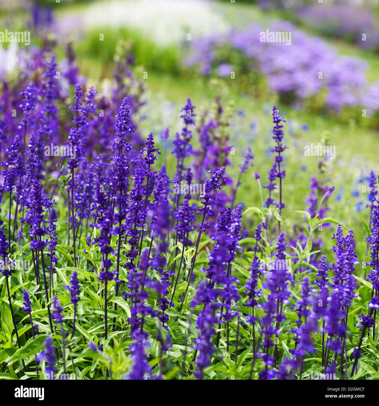 Blue flowerbed with meadow sage, Salvia nemarosa Stock Photo - Alamy