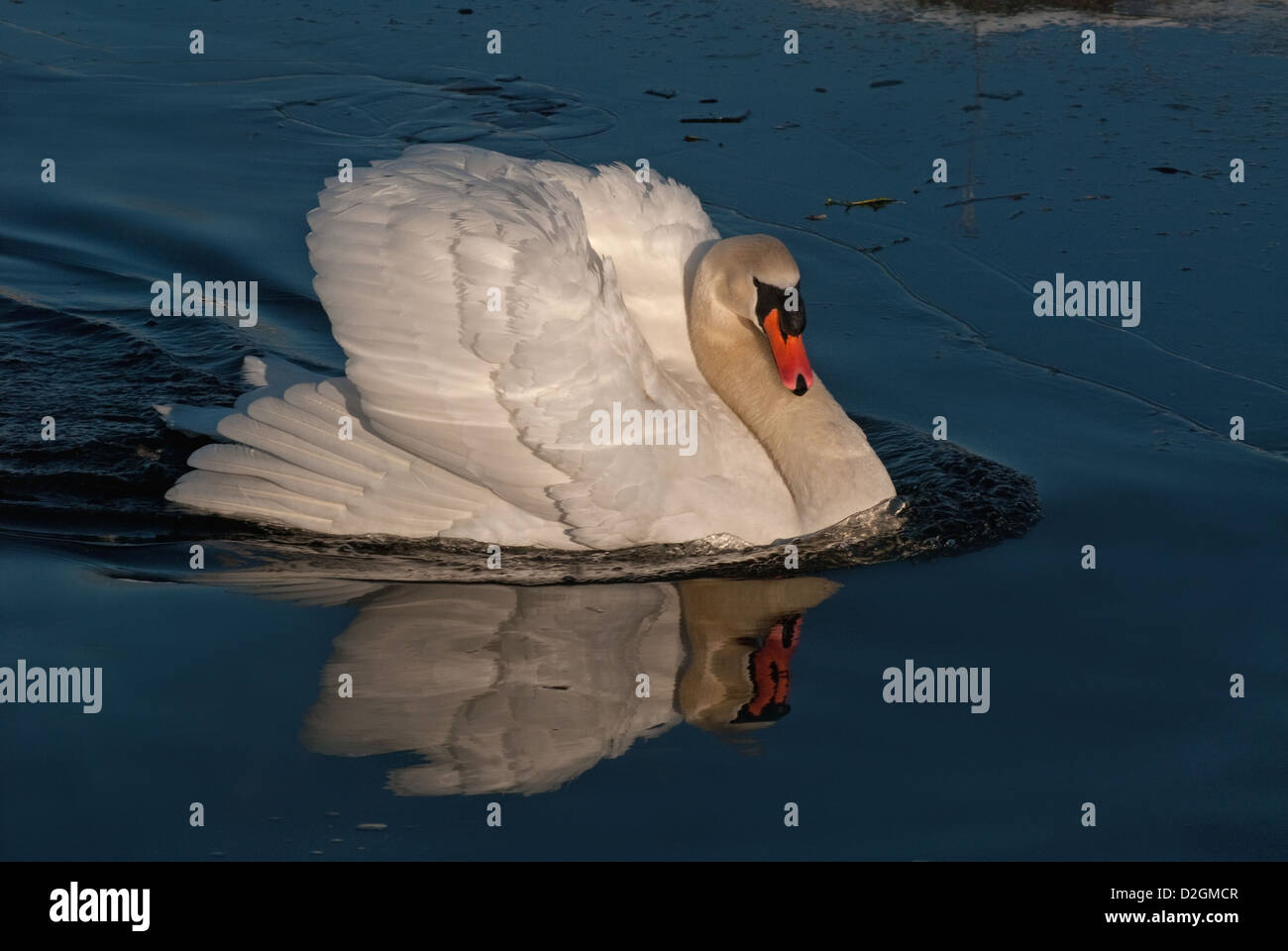 Aggressive swan hi-res stock photography and images - Alamy