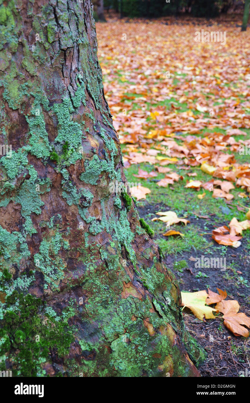 Autumn contrast: fallen leaves and mossy bark Stock Photo - Alamy