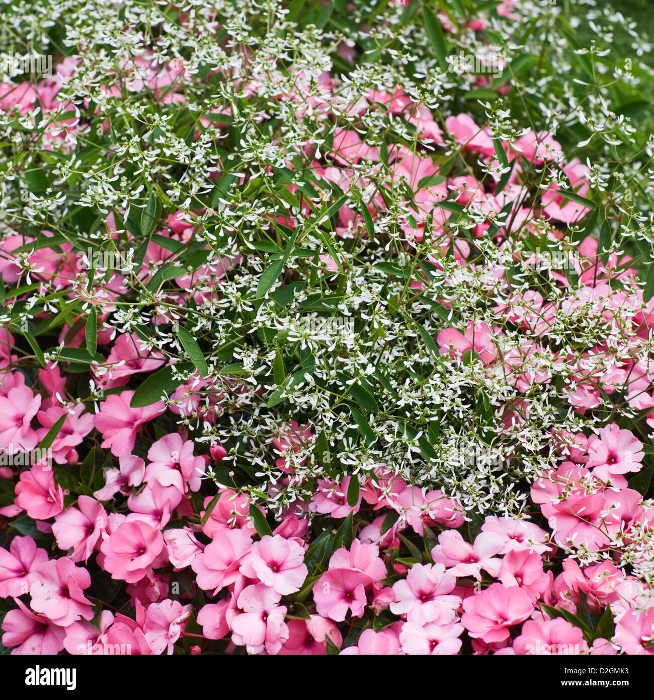Garden impatiens hi-res stock photography and images - Alamy