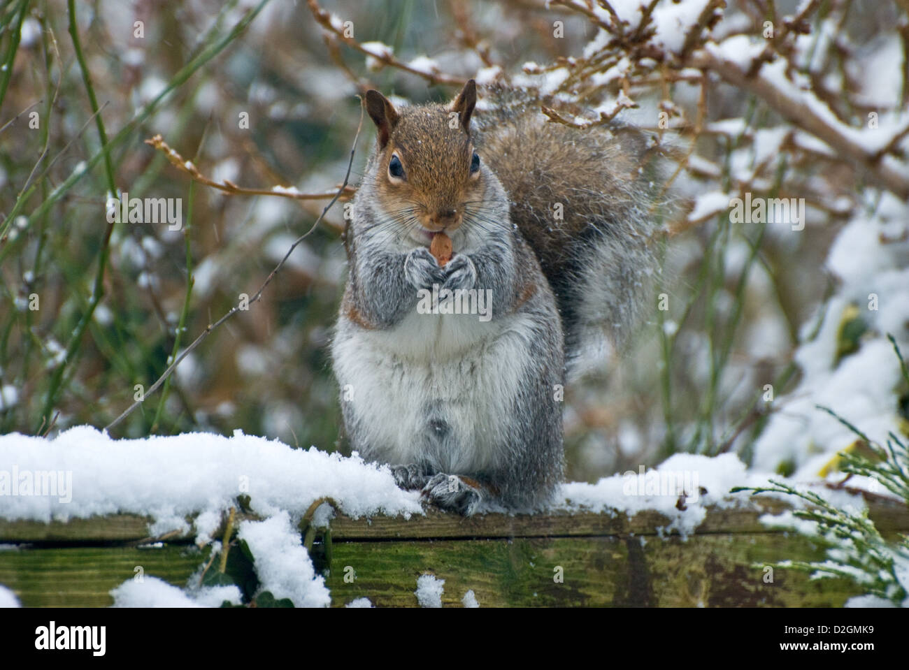 Grey squirrel sat on a fence in the snow eating a peanut Stock Photo ...