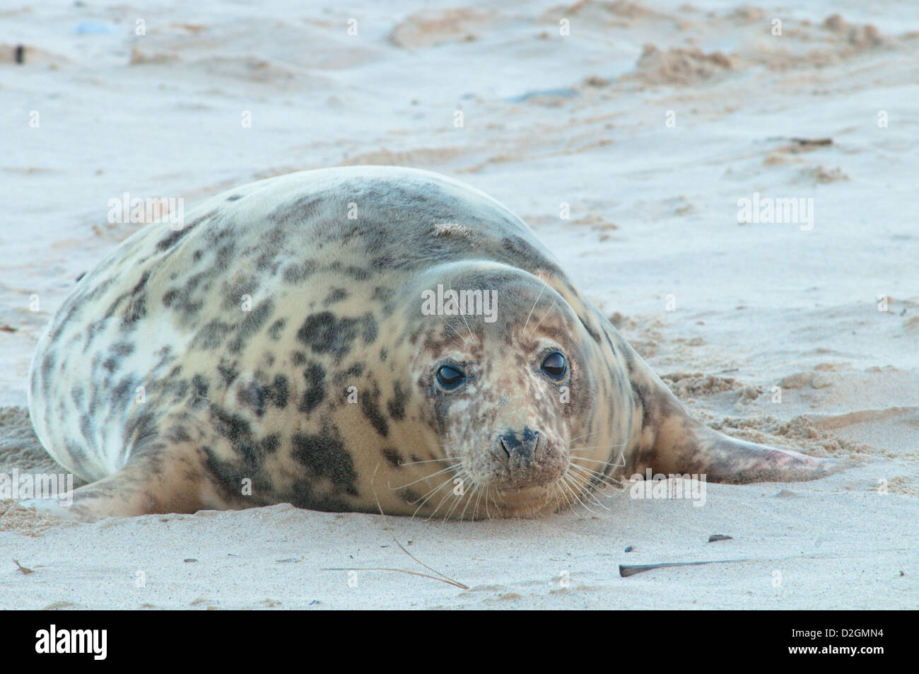 Adult female grey seal hi-res stock photography and images - Alamy