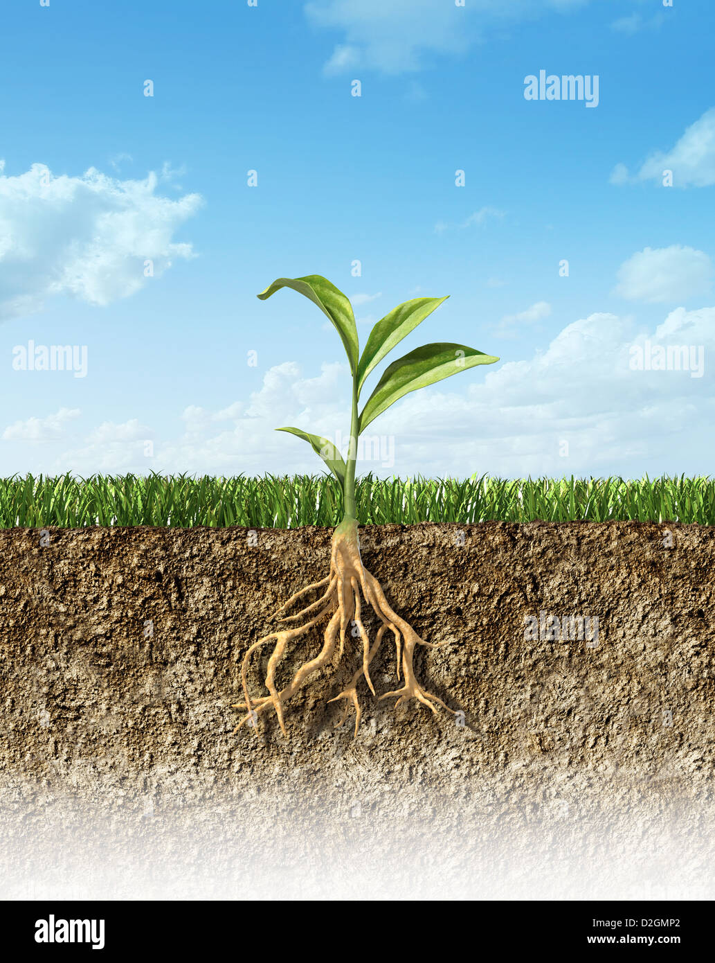Cross section of soil with grass and a green plant in the middle, with ...