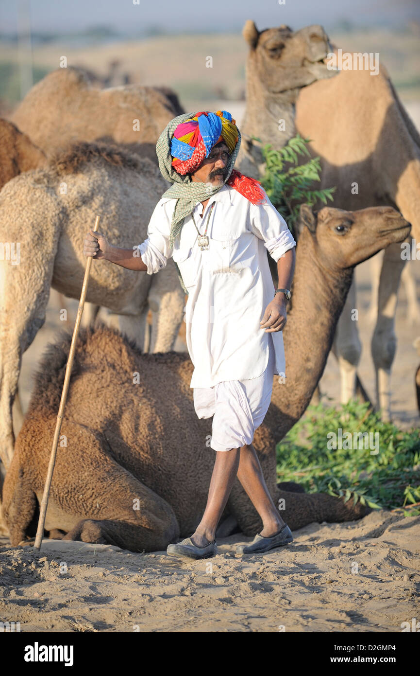Camel herder at work Stock Photo - Alamy