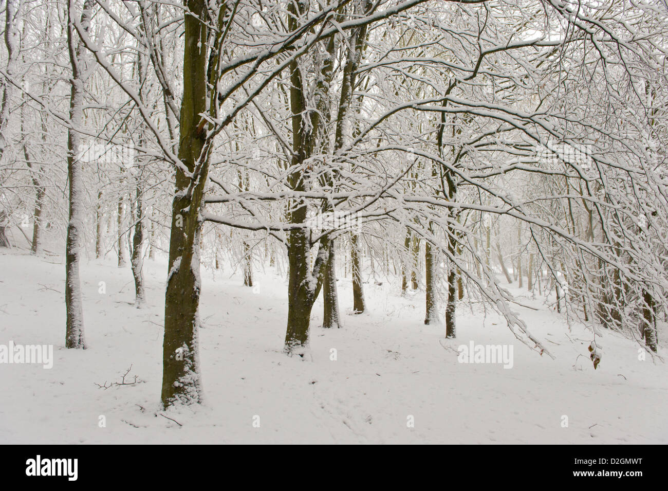 Picturesque snow covered woodland at The Warren Hay-on-Wye Powys Wales ...