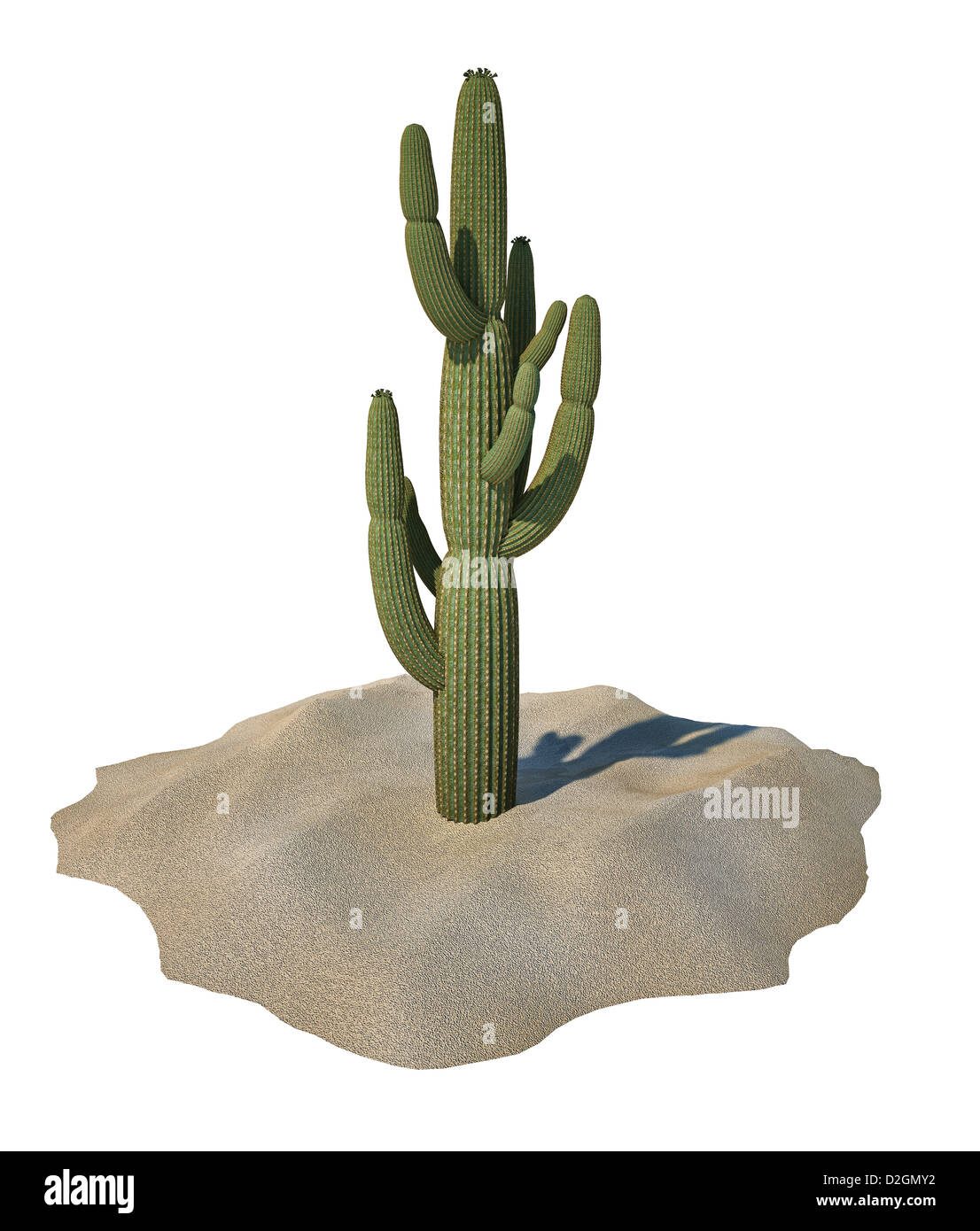 Cactus plant on sand, isolated. On white background with clipping path ...