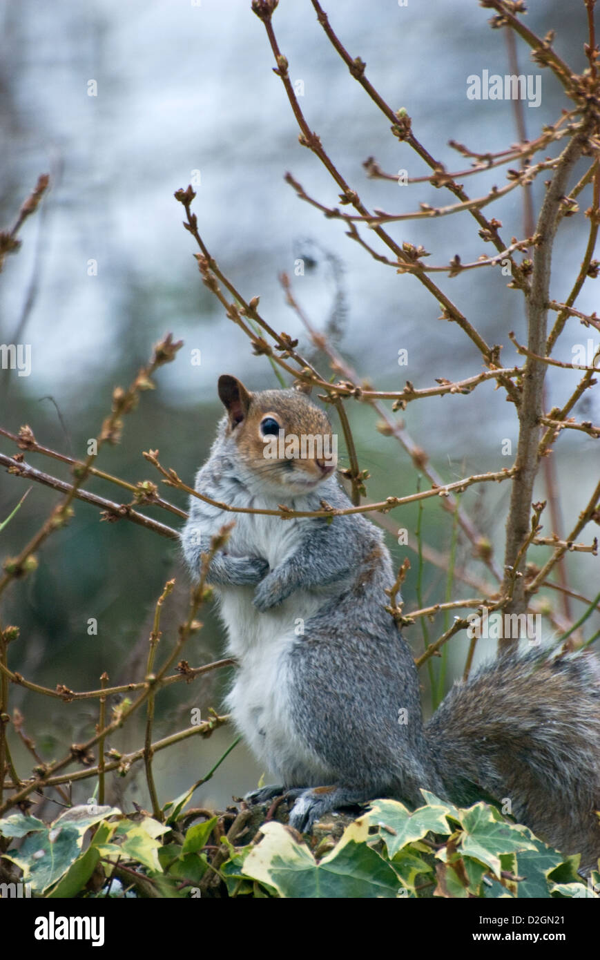 Grey squirrel in standing position Stock Photo - Alamy