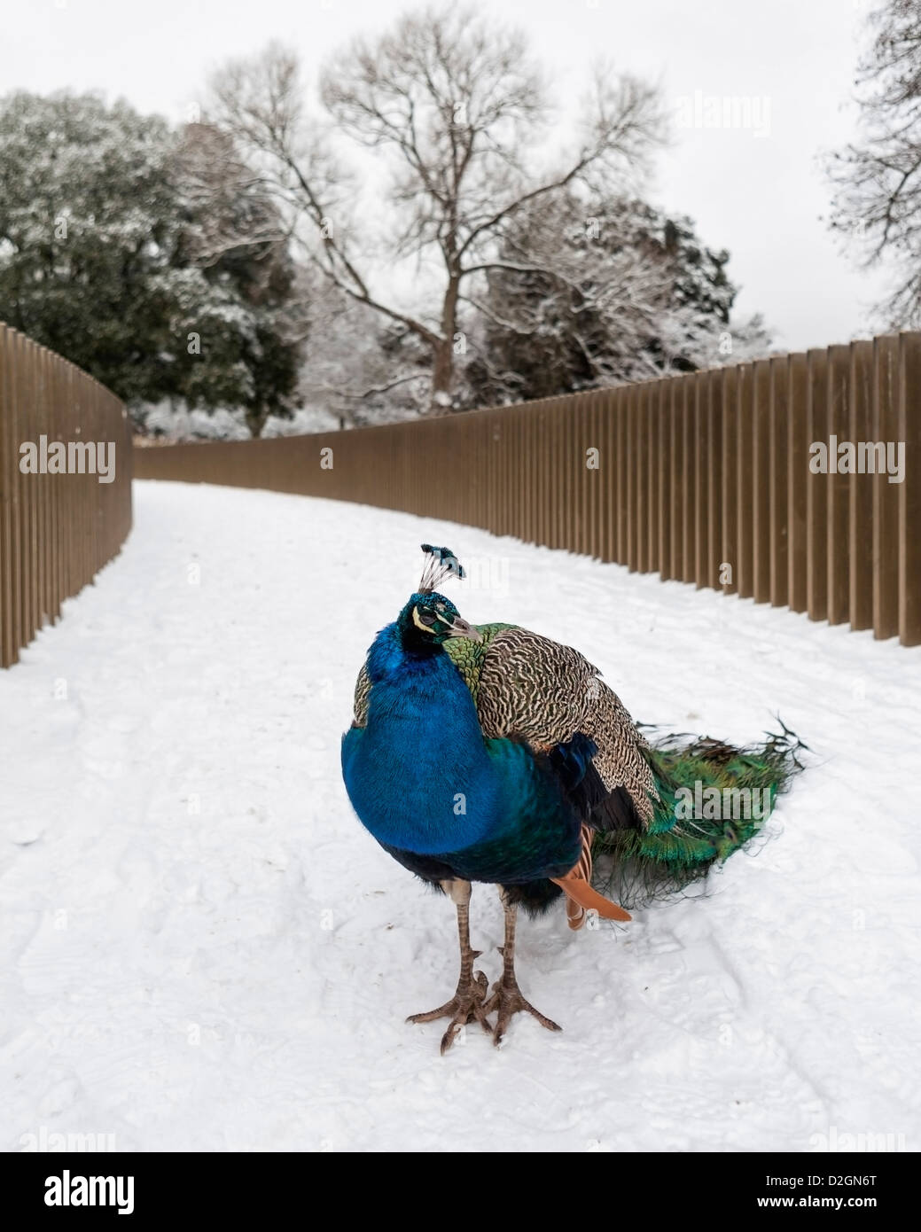 Peacock on a snow covered Sackler Crossing at Kew Gardens, Greater ...