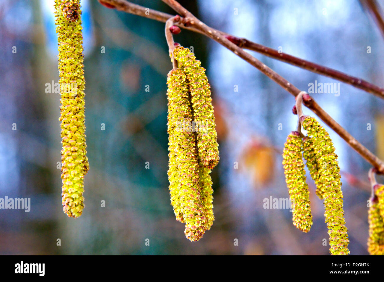 Hazelnut branch with blossom and leaf hi-res stock photography and ...