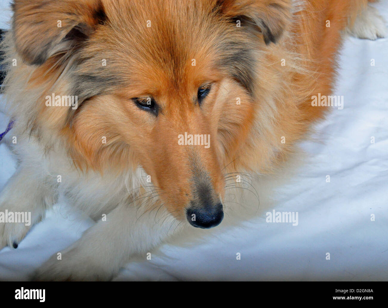 Pedigree dog: Collie Stock Photo - Alamy