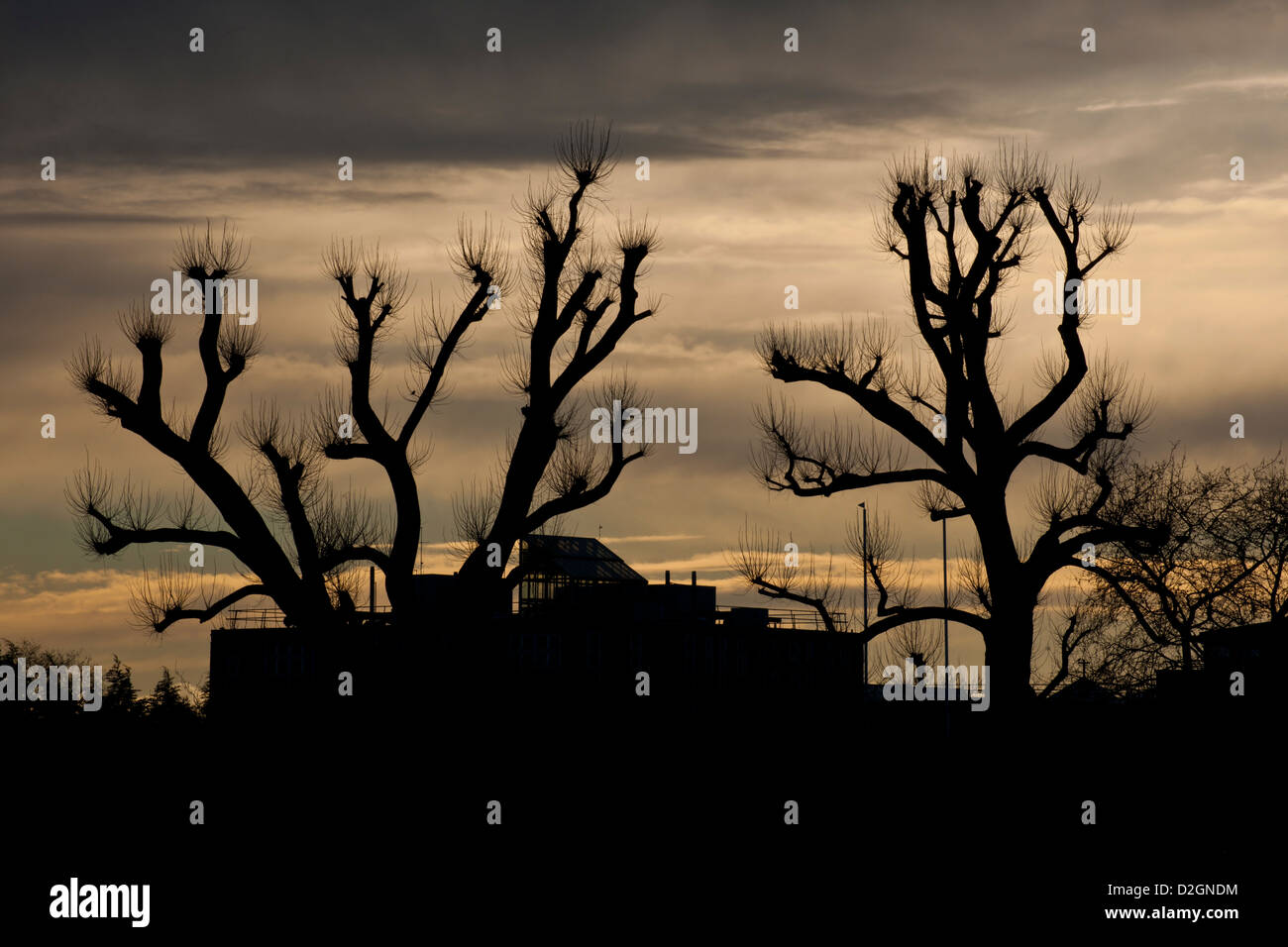 Growth pollard tree hi-res stock photography and images - Alamy