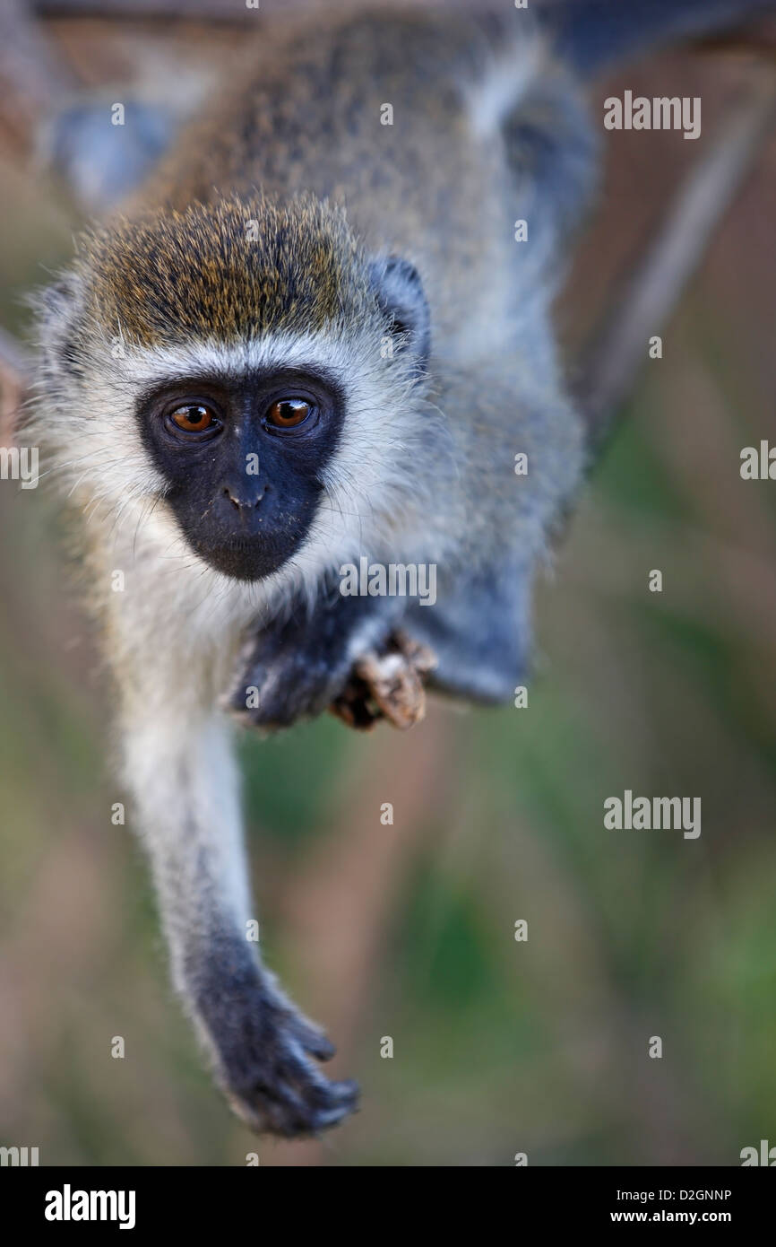 Curious Vervet Monkey, Samburu National Reserve, Kenya, Kenia, Africa ...