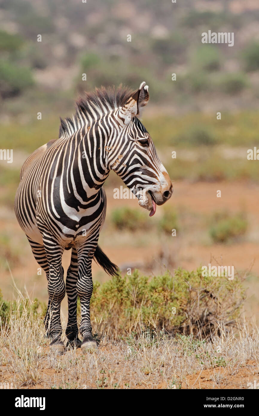 Grevy's zebra, Equus grevyi, Samburu National Park, Kenya Stock Photo ...