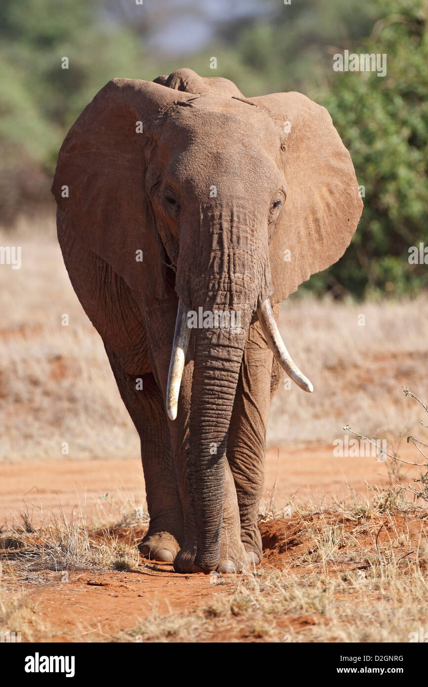 African Elephant walking on track, Samburu National Reserve, Kenia ...