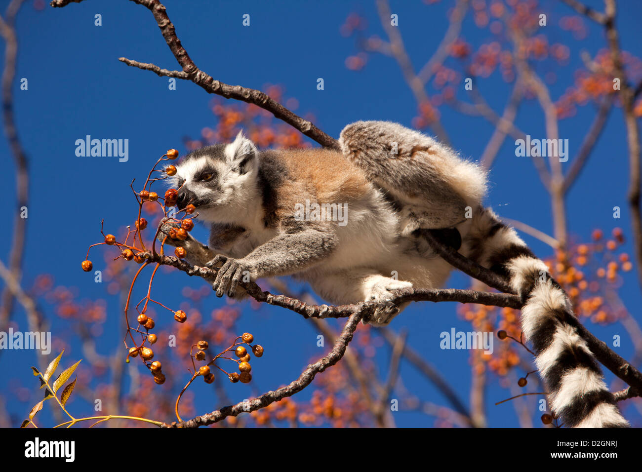Madagascar, Ambalavao, Reserve d’Anja, Ringtailed Lemur, feeding on ...