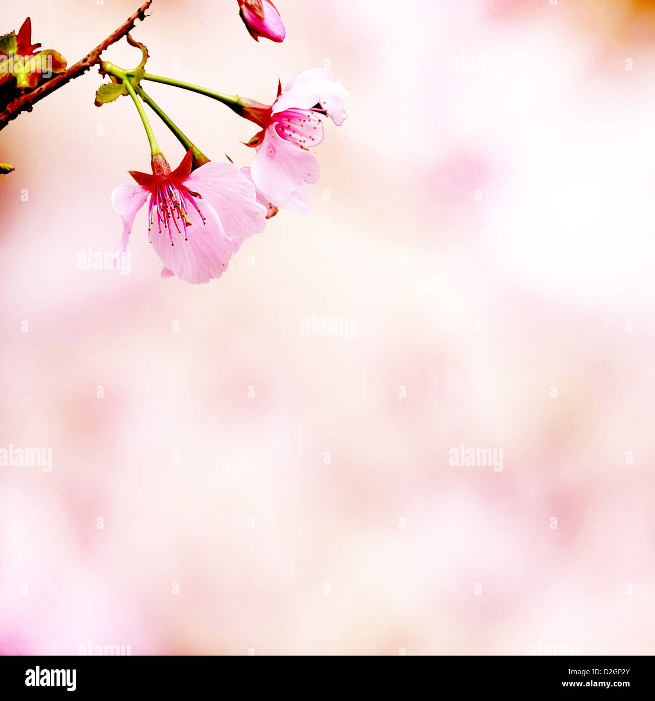 Sakura with nice background for adv or others purpose use Stock Photo ...