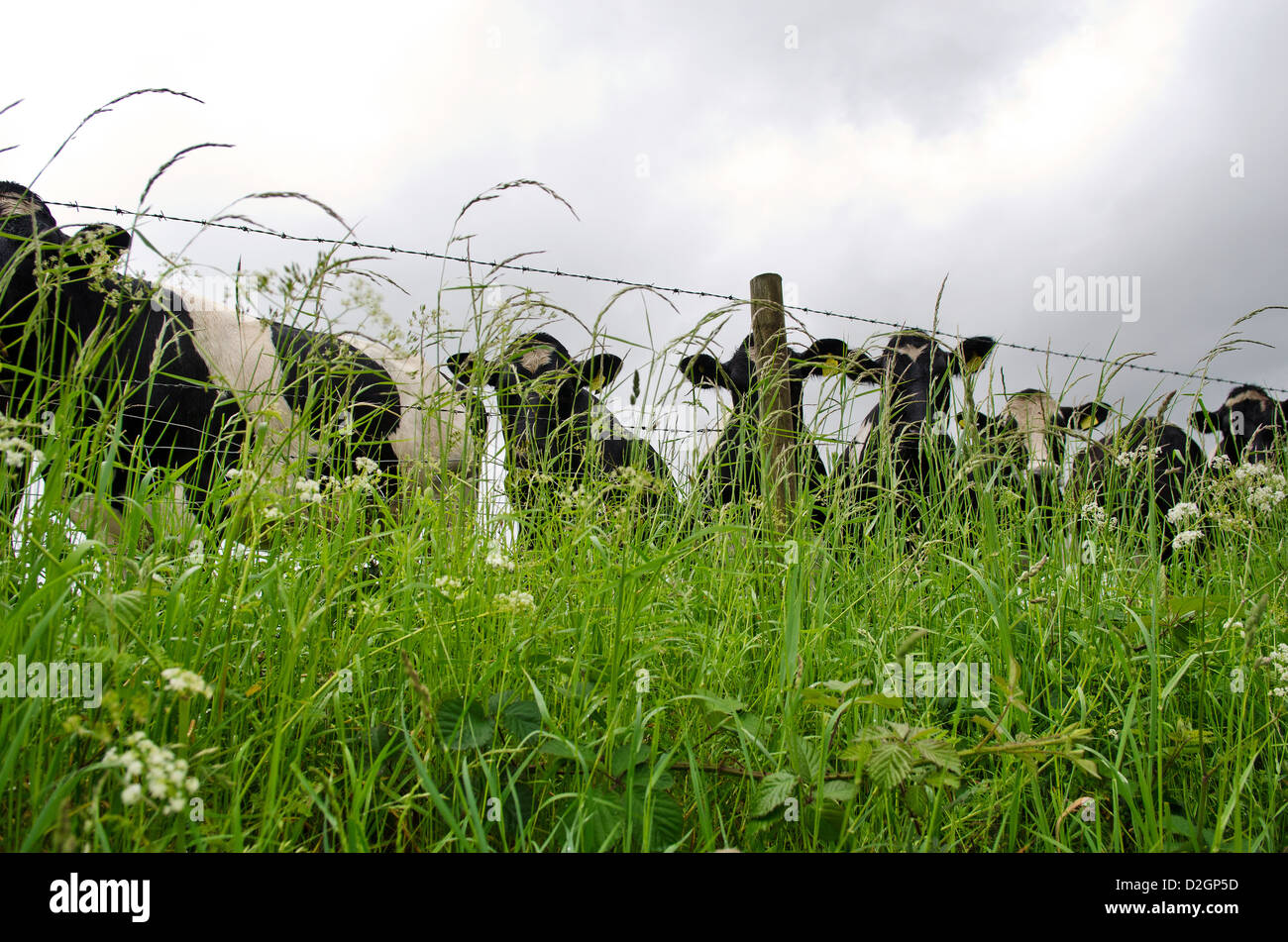 Cows in Field Stock Photo - Alamy