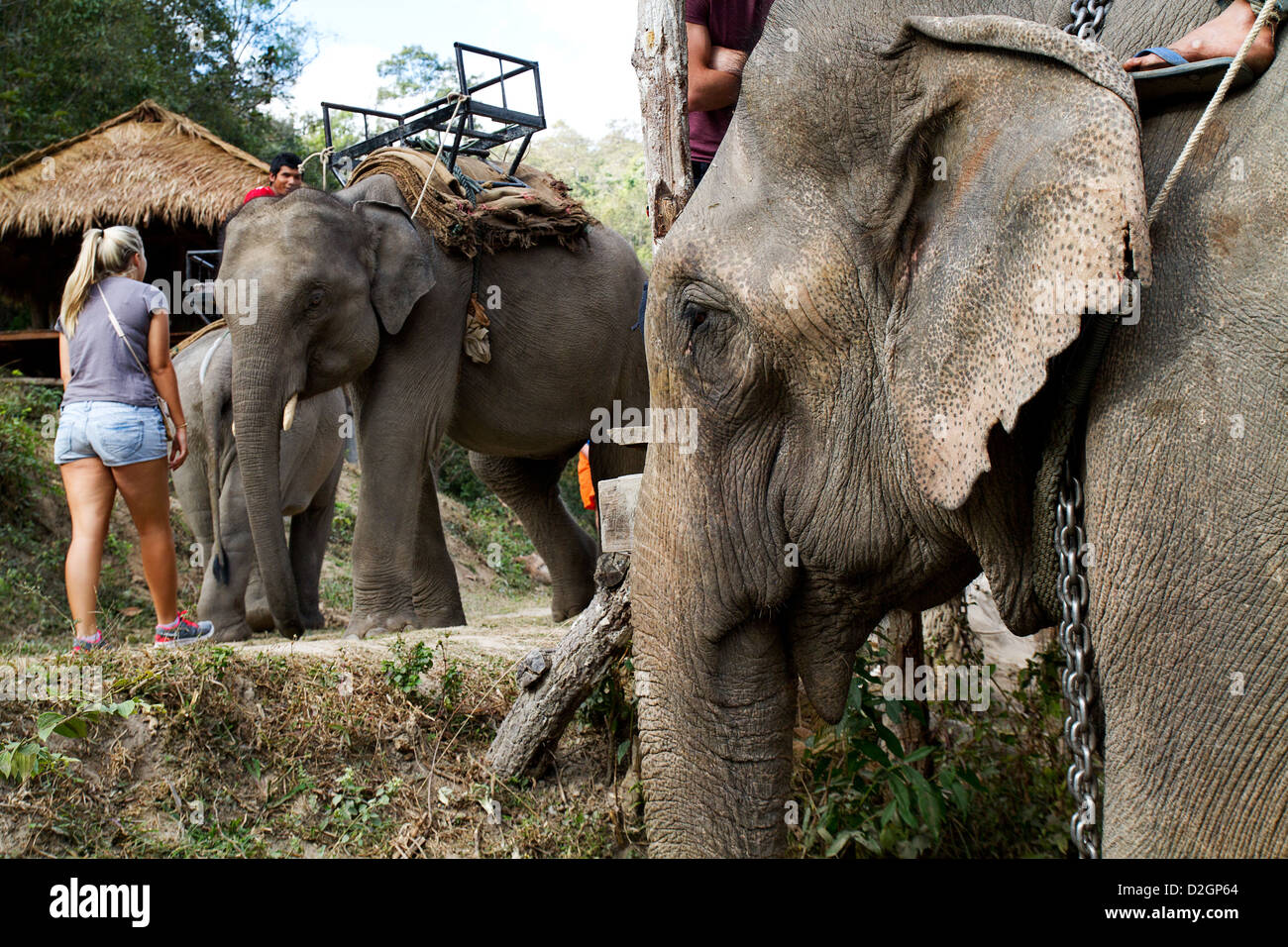 Elephant carrying hi-res stock photography and images - Alamy