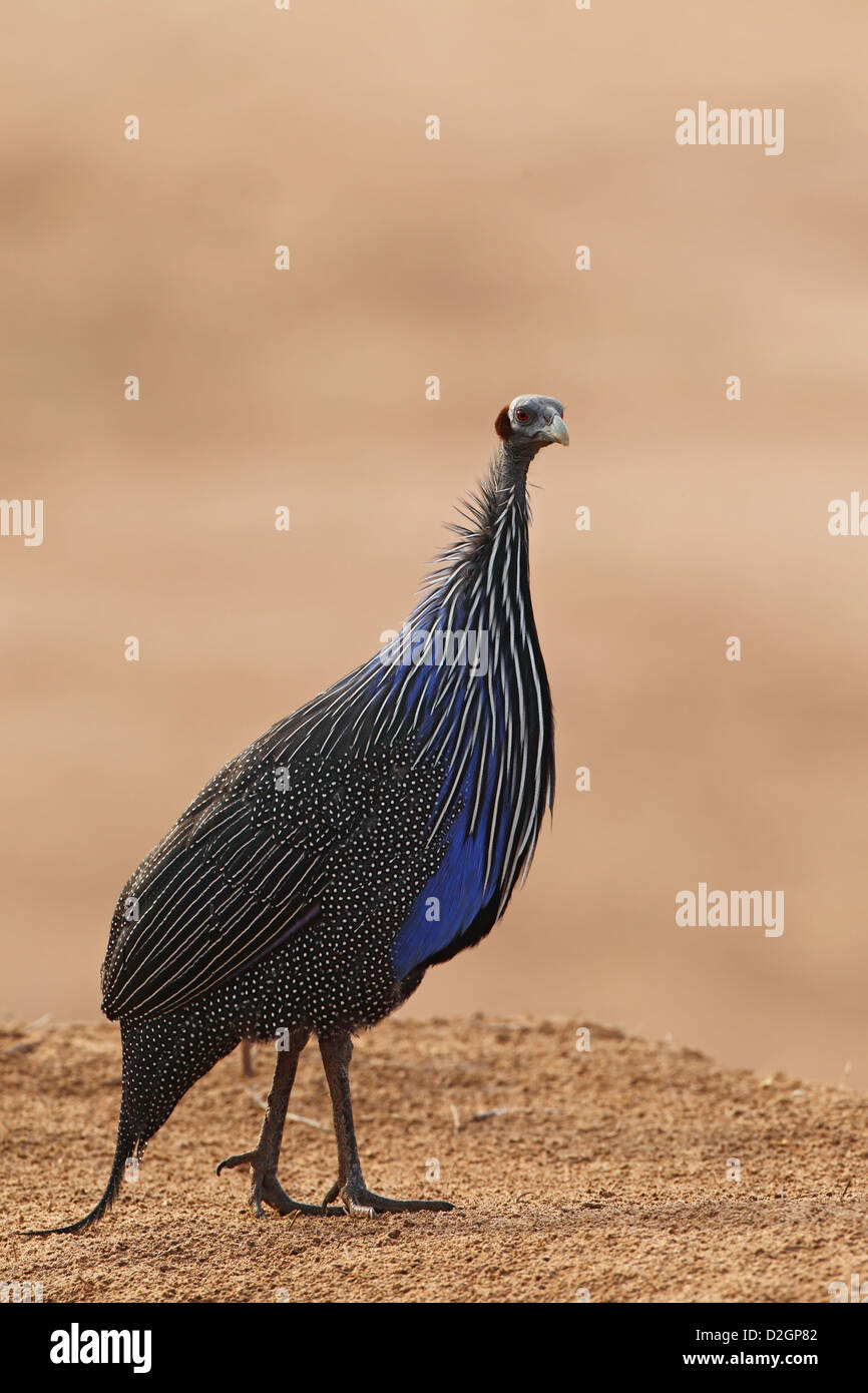 Vulturine guineafowl hi-res stock photography and images - Alamy