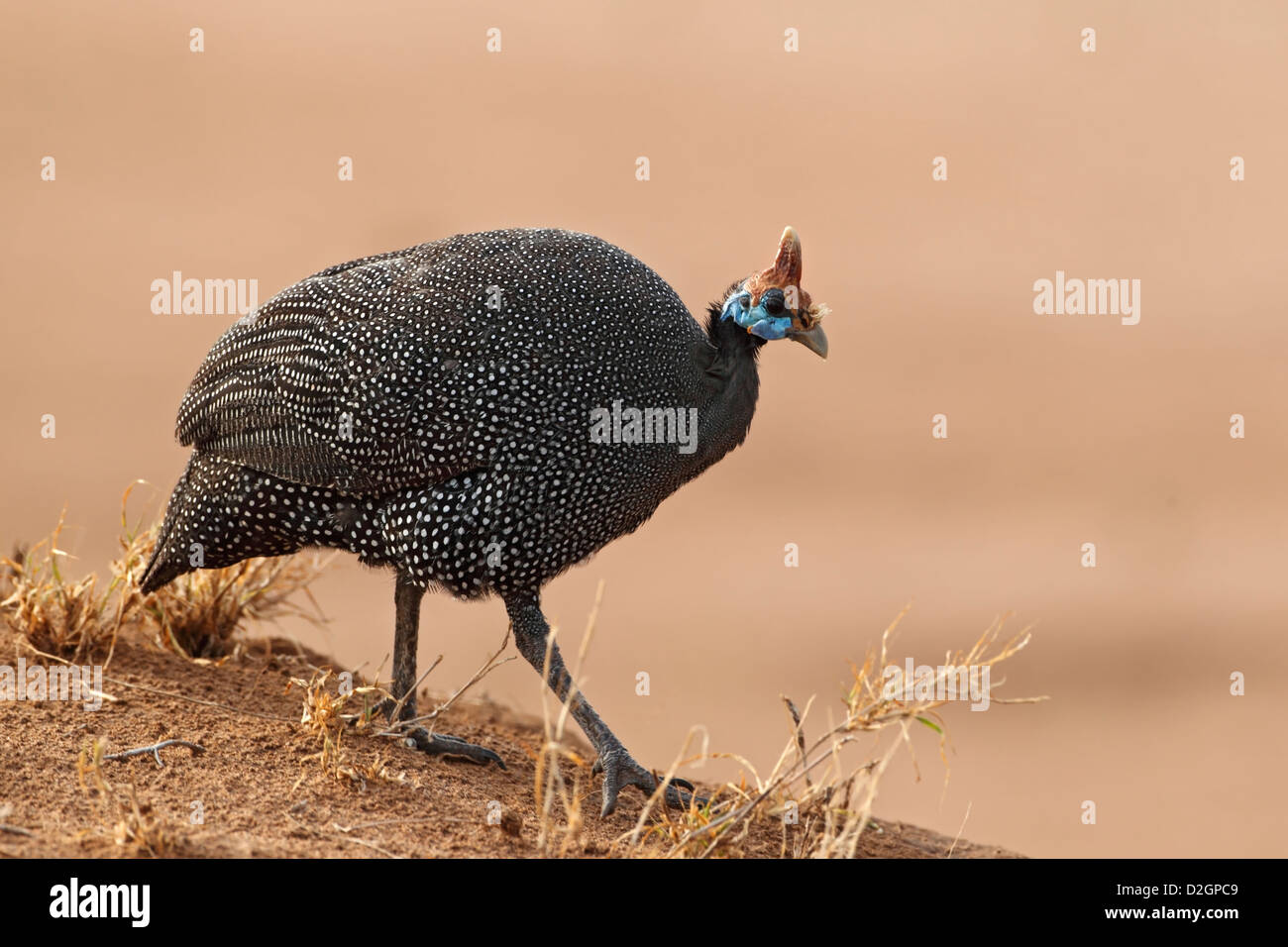 helmeted guineafowl, numida meleagris, Samburu Game Reserve, Kenya ...
