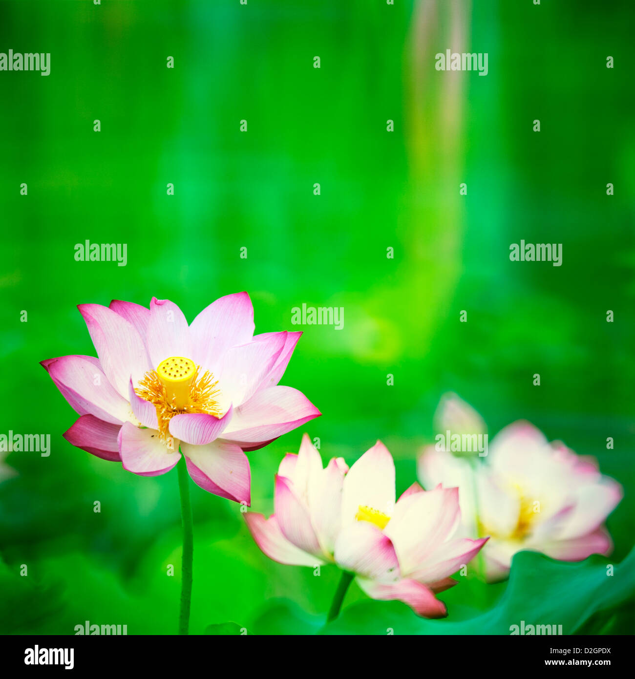 Beautiful Lotus with nice background color for adv or others purpose ...